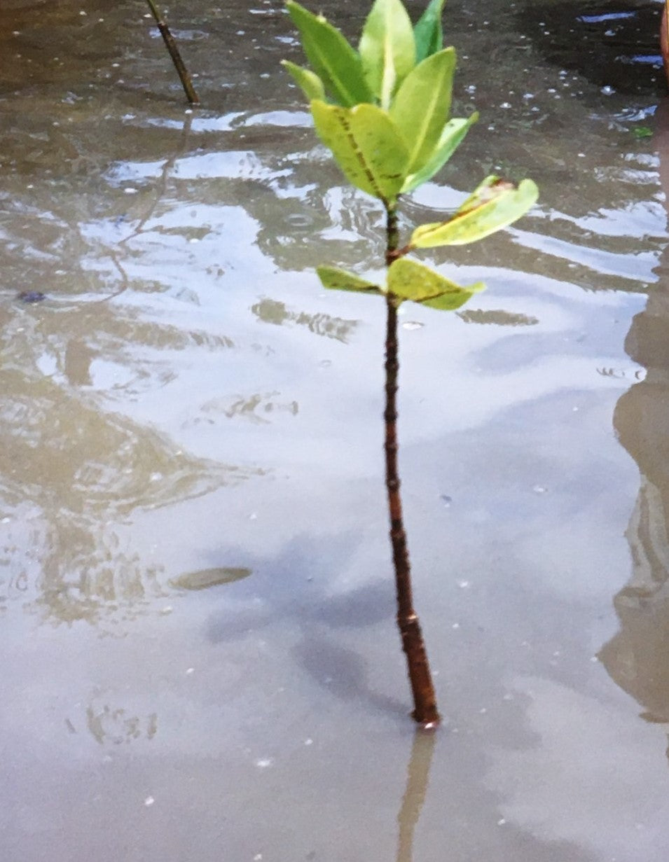 【Chuui誕生秘話4】大学での出会い～アフリカへの興味～ – Chuui（チューイ）